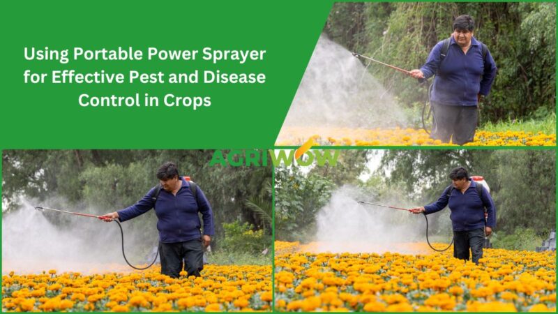 Using Portable Power Sprayer for Effective Pest and Disease Control in ...